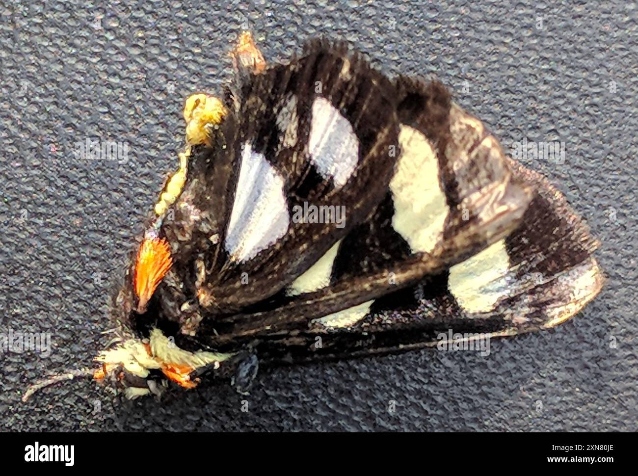 Eight-spotted Forester Moth (Alypia octomaculata) Insecta Stock Photo ...