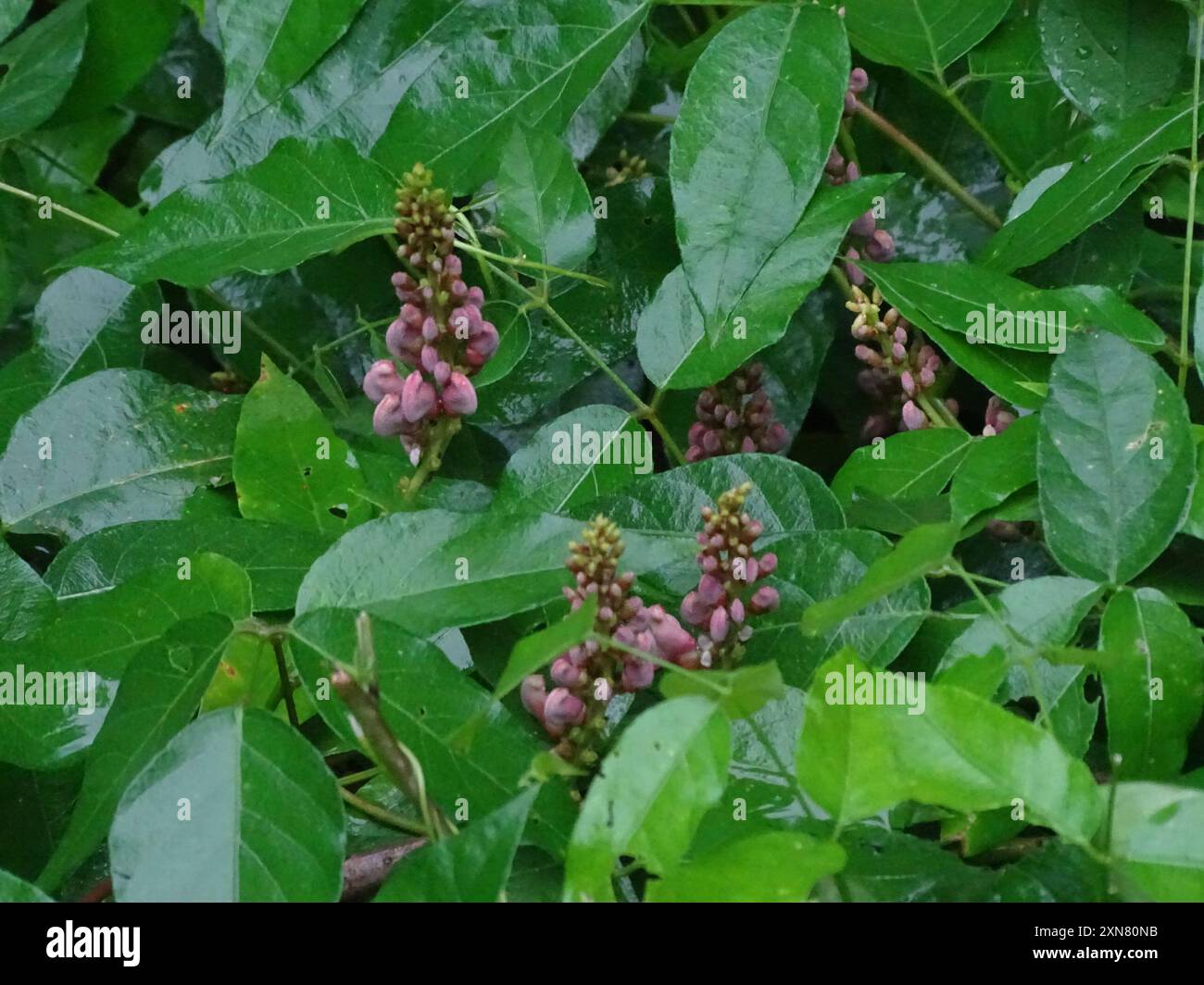 American groundnut (Apios americana) Plantae Stock Photo - Alamy