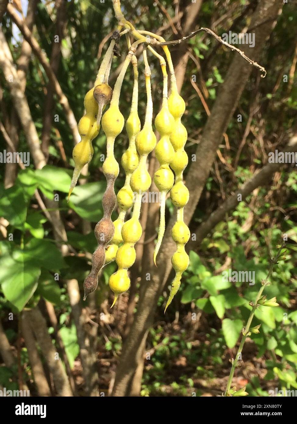 Necklace pod (Sophora tomentosa) Plantae Stock Photo - Alamy