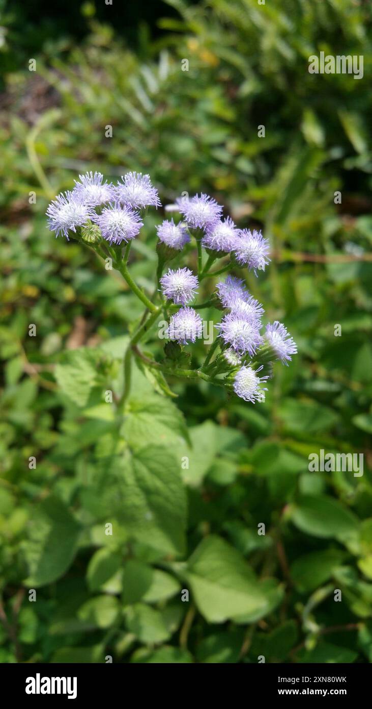 billygoat weed (Ageratum conyzoides) Plantae Stock Photo - Alamy
