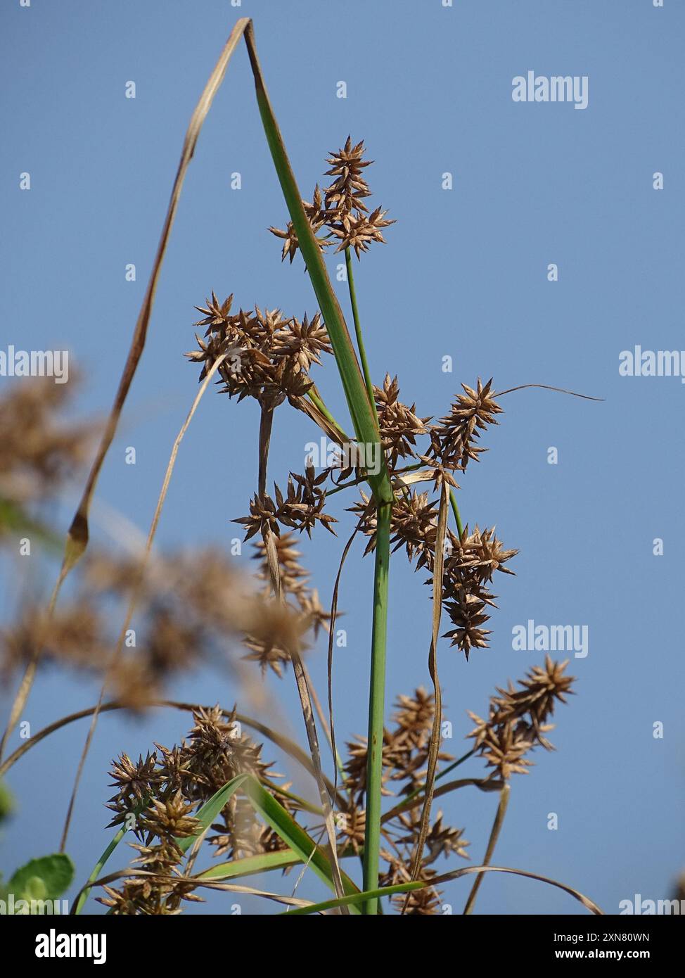 Javanese Flatsedge (Cyperus javanicus) Plantae Stock Photo - Alamy