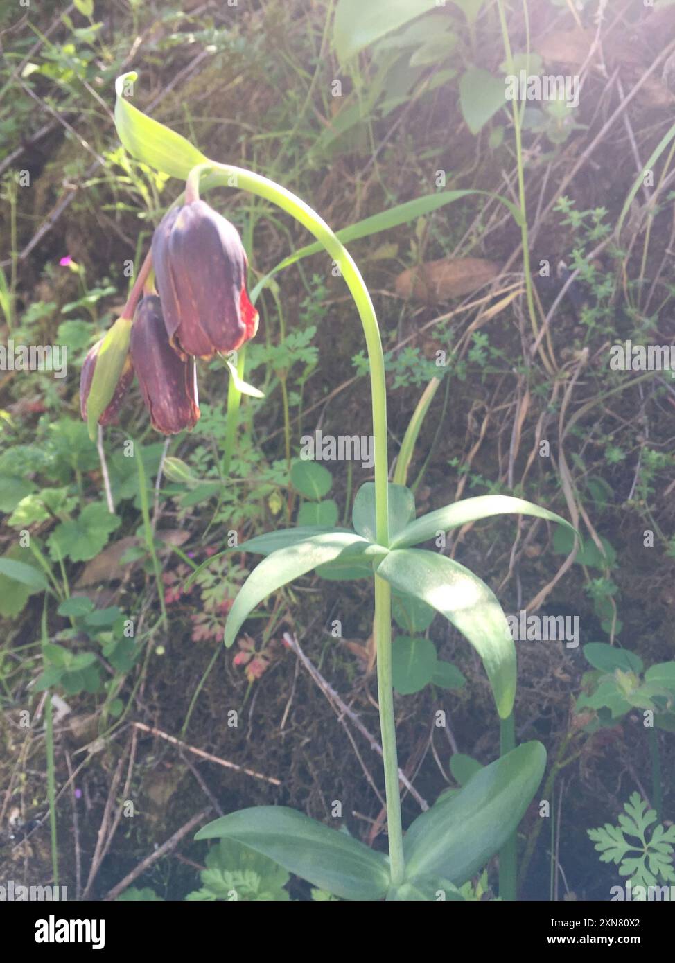 checker lily (Fritillaria affinis) Plantae Stock Photo - Alamy