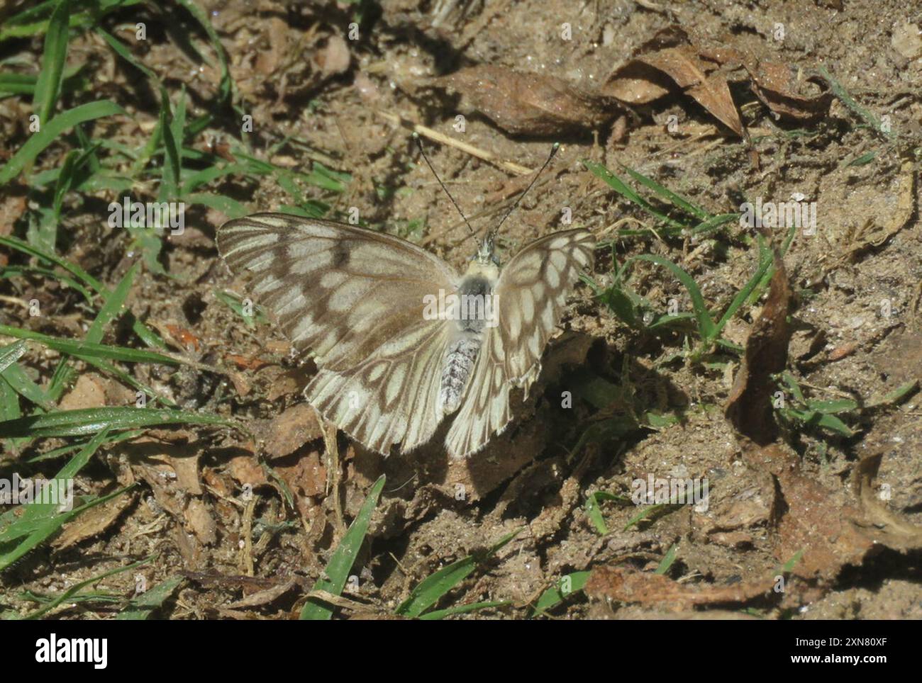 Tatochila mercedis hi-res stock photography and images - Alamy