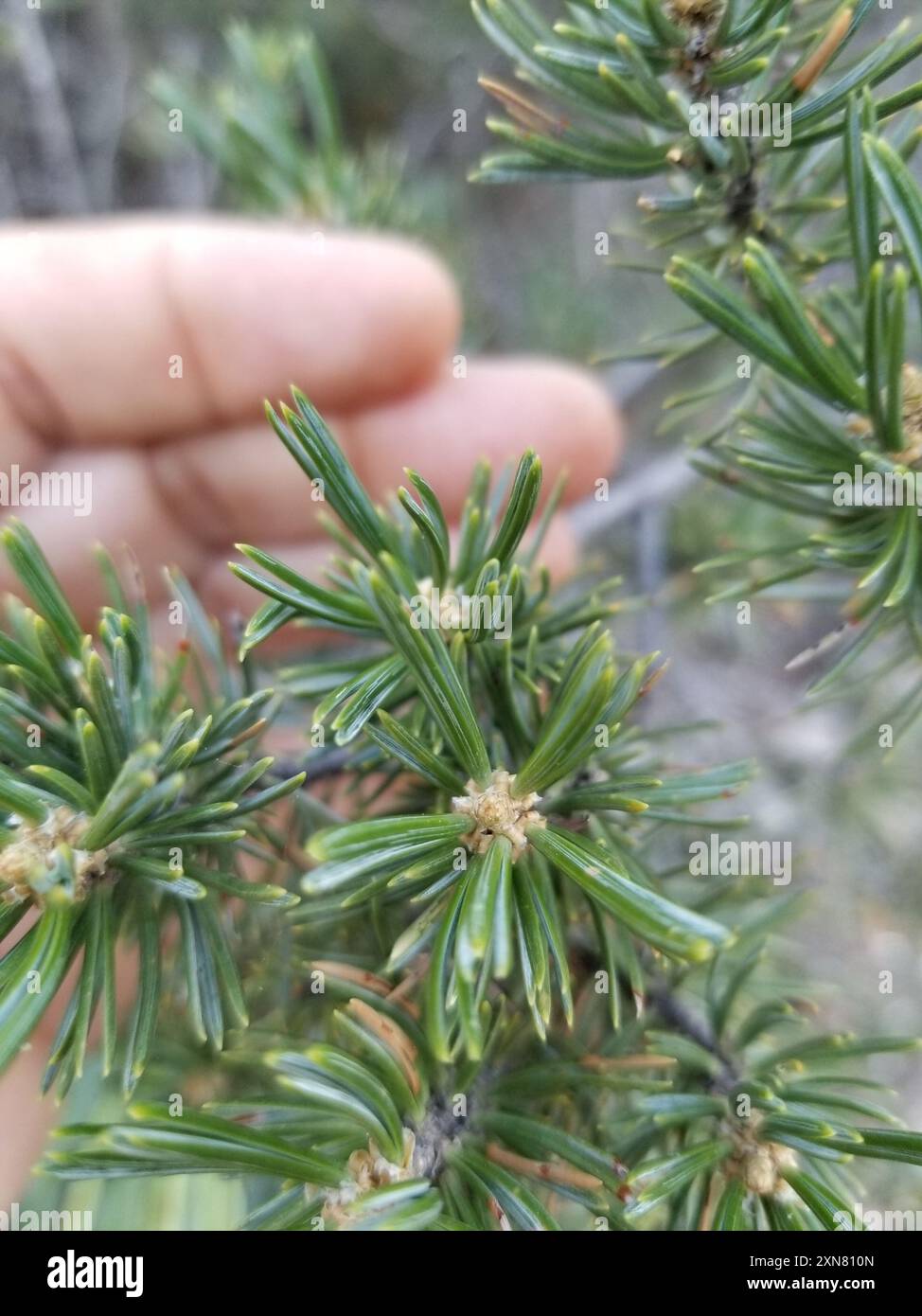 Pinus quadrifolia hi-res stock photography and images - Alamy