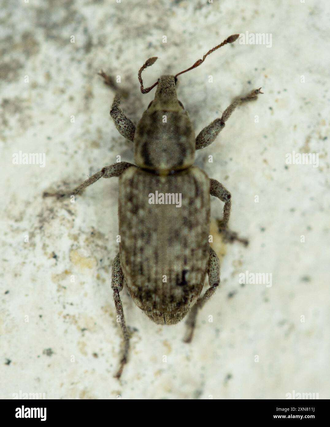 Listronotus hi-res stock photography and images - Alamy