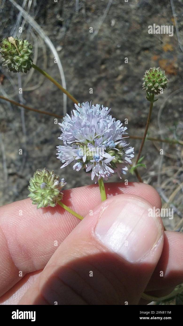 bluehead gilia (Gilia capitata) Plantae Stock Photo - Alamy