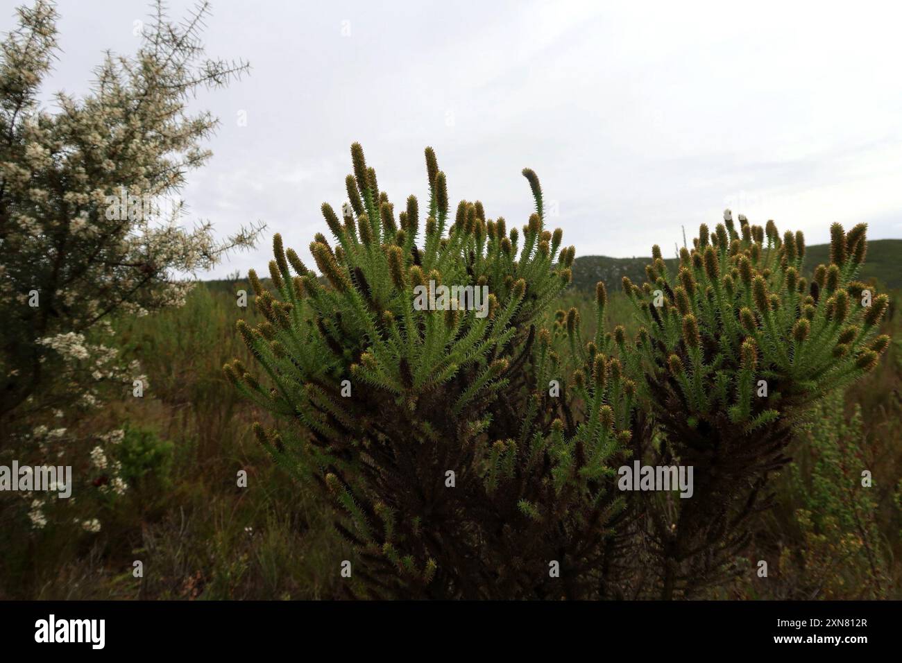 Foxy Slangbos (Stoebe alopecuroides) Plantae Stock Photo - Alamy