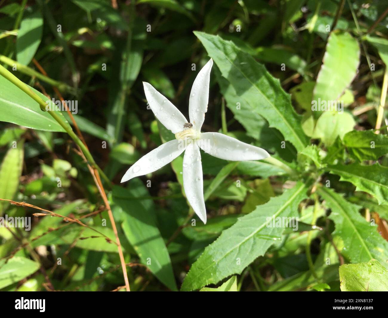 Star of Bethlehem (Hippobroma longiflora) Plantae Stock Photo - Alamy