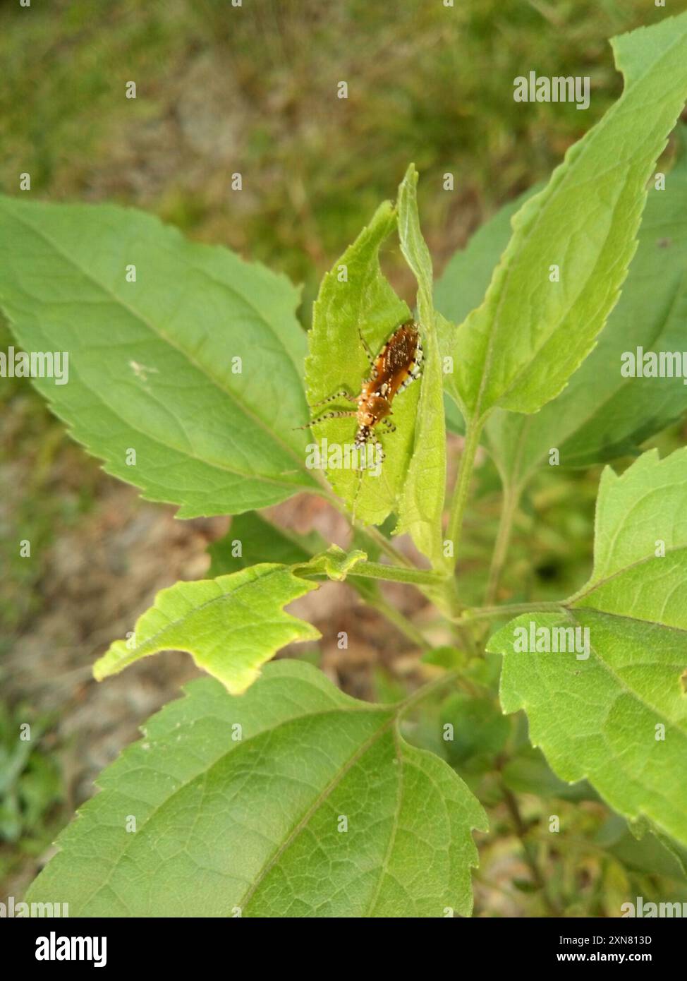 Ringed Assassin Bug (Pselliopus cinctus) Insecta Stock Photo - Alamy