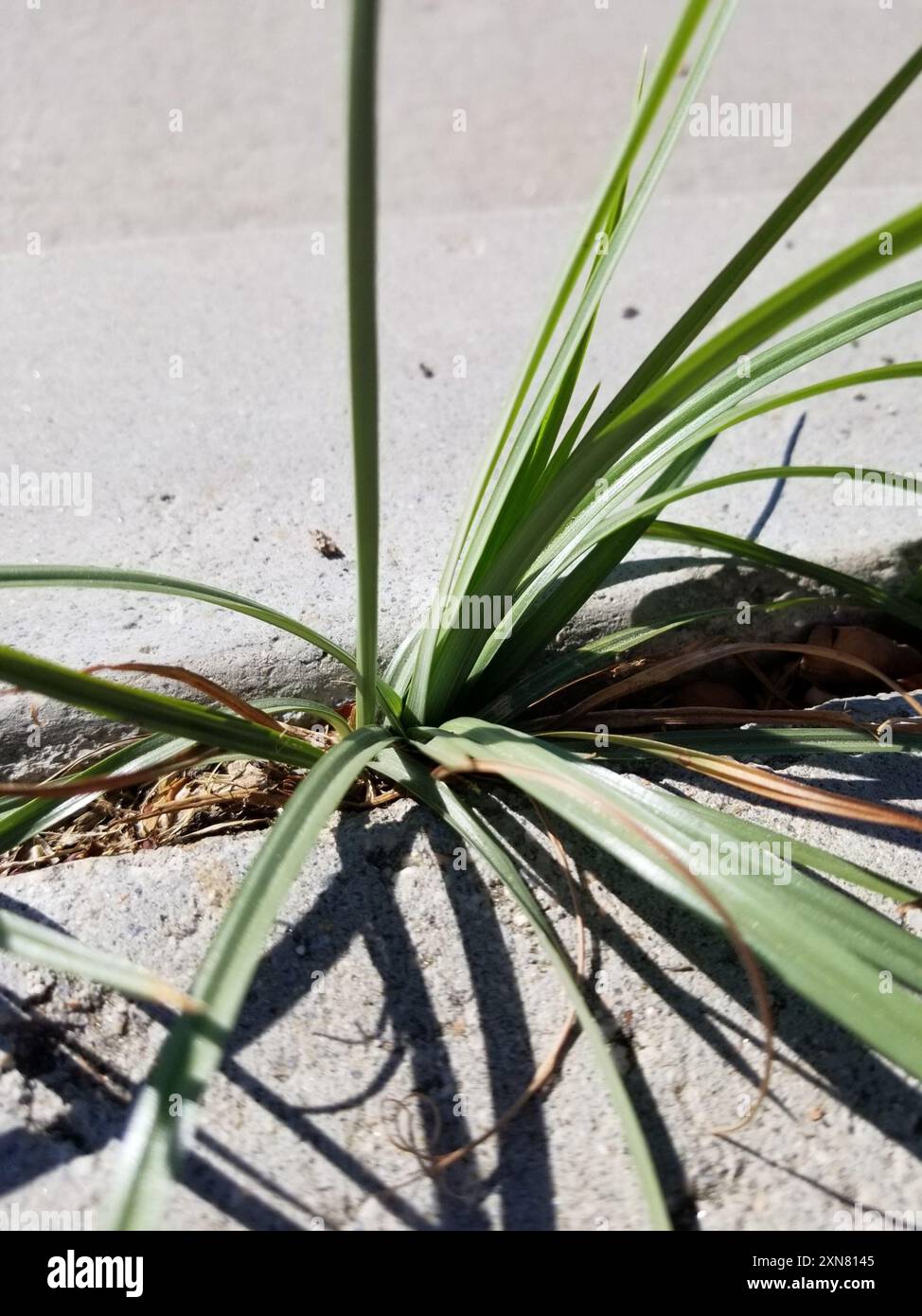 Purple nutsedge (Cyperus rotundus) Plantae Stock Photo - Alamy