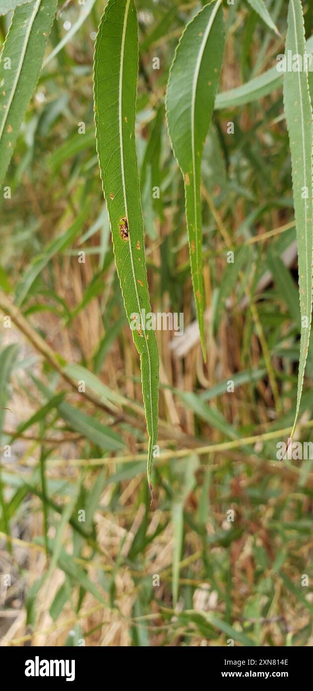 Goodding's willow (Salix gooddingii) Plantae Stock Photo - Alamy