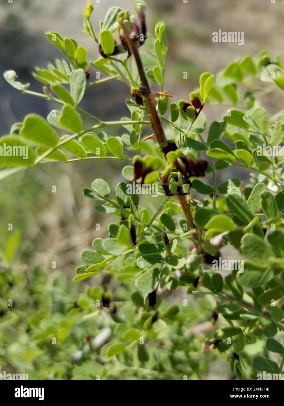 Catclaw Acacia (Senegalia greggii) Plantae Stock Photo - Alamy