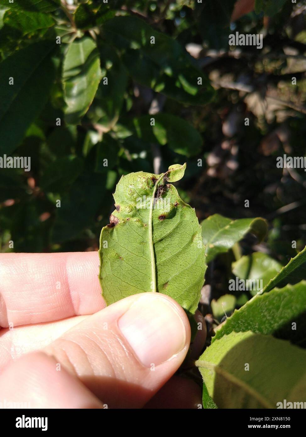 Toyon gall thrips hi-res stock photography and images - Alamy