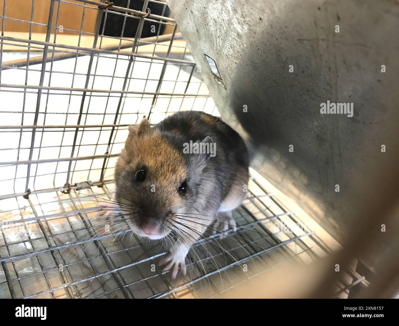 Bushy-tailed Woodrat (Neotoma cinerea) Mammalia Stock Photo - Alamy