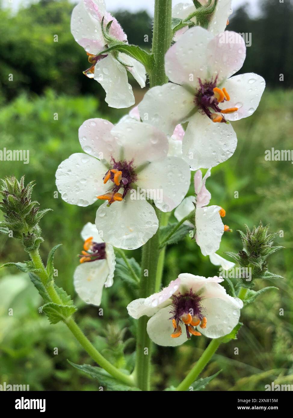 moth mullein (Verbascum blattaria) Plantae Stock Photo - Alamy