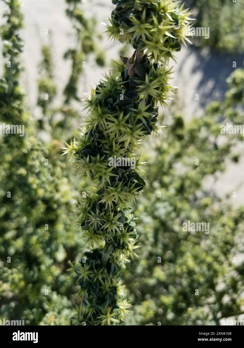 Burrobush (Ambrosia dumosa) Plantae Stock Photo - Alamy