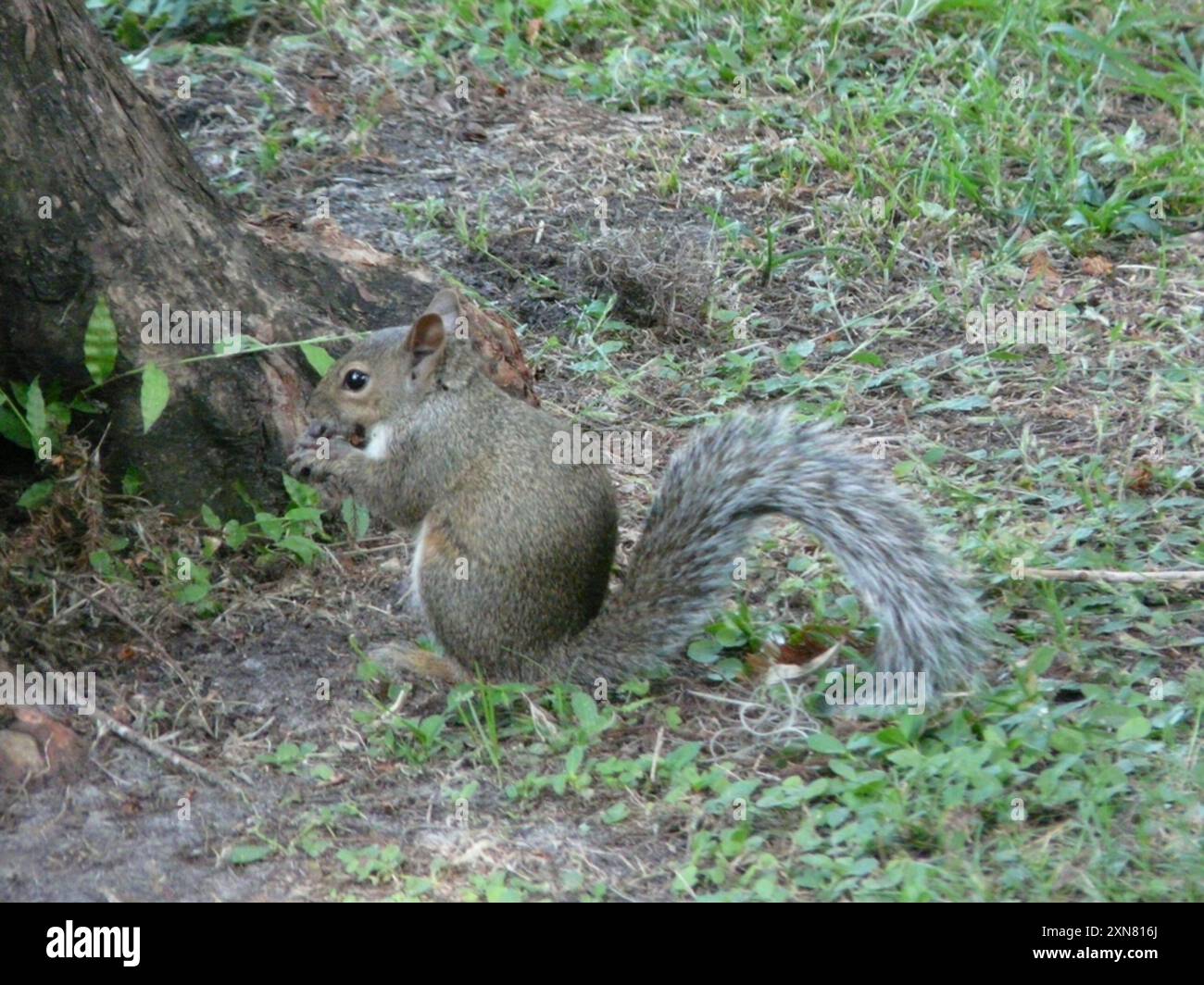 Eastern Gray Squirrel (Sciurus carolinensis) Mammalia Stock Photo - Alamy