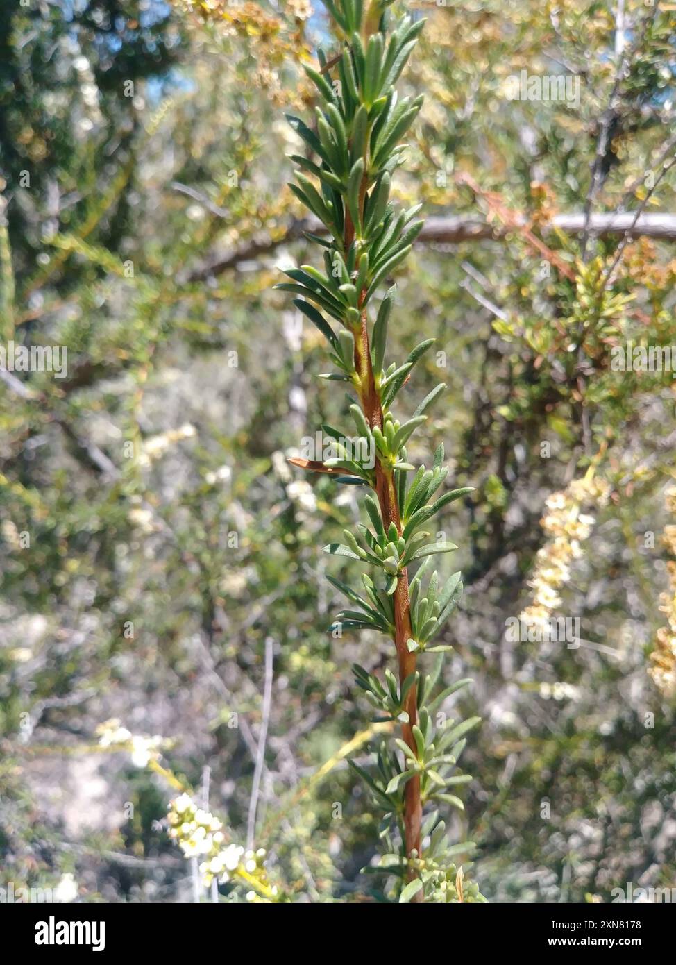 chamise (Adenostoma fasciculatum) Plantae Stock Photo - Alamy