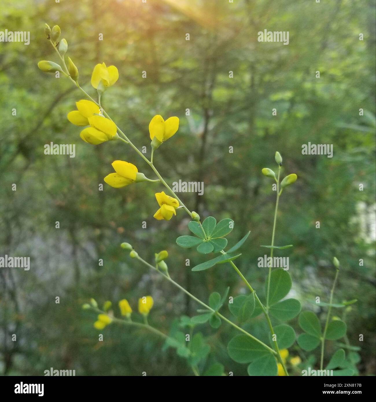 eastern wild indigo (Baptisia tinctoria) Plantae Stock Photo - Alamy