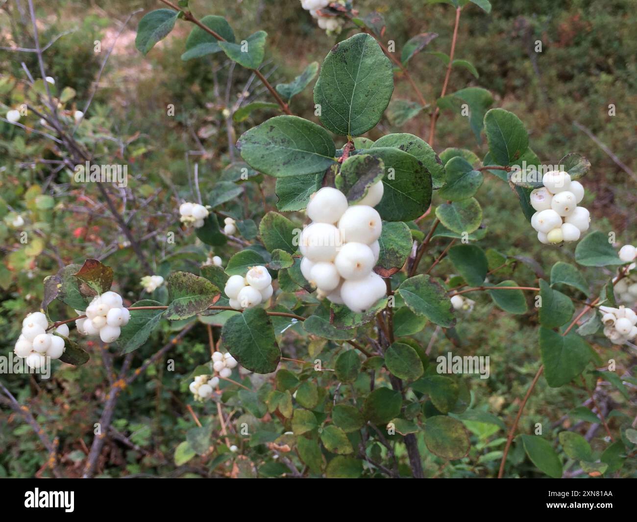 Common Snowberry (Symphoricarpos albus) Plantae Stock Photo - Alamy