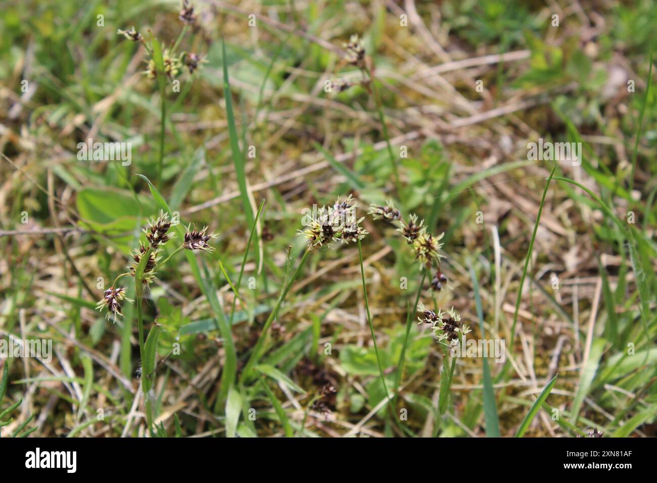 Field woodrush (Luzula campestris) Plantae Stock Photo - Alamy