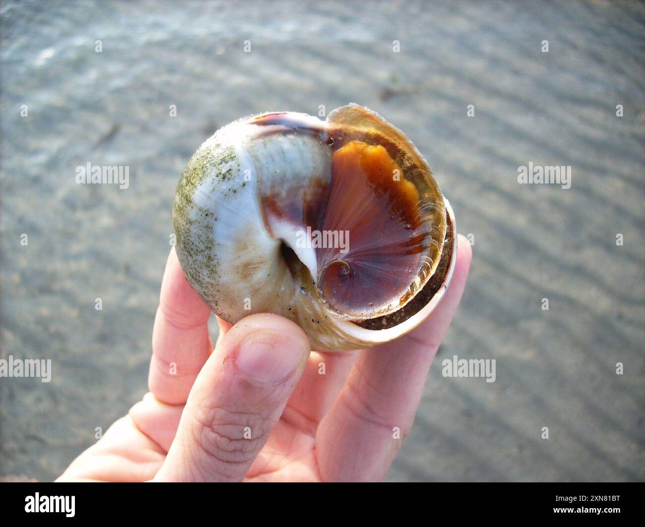 Northern Moonsnail (Euspira heros) Mollusca Stock Photo - Alamy