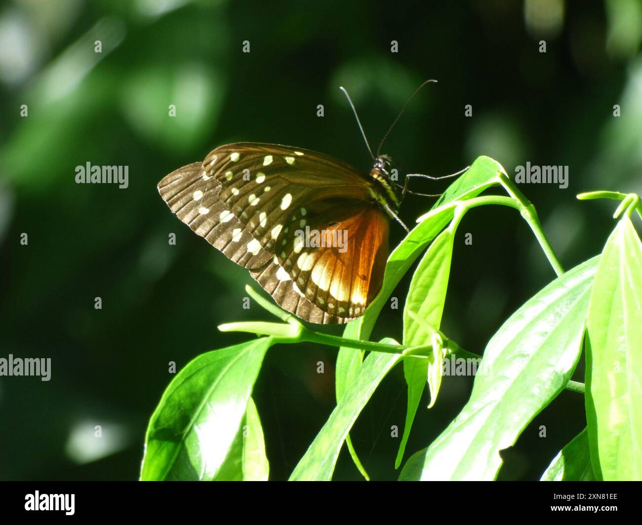 Tarricina hi-res stock photography and images - Alamy