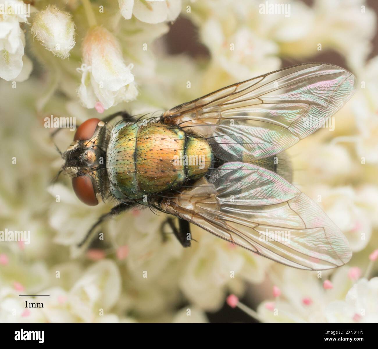 Lucilia cuprina hi-res stock photography and images - Alamy