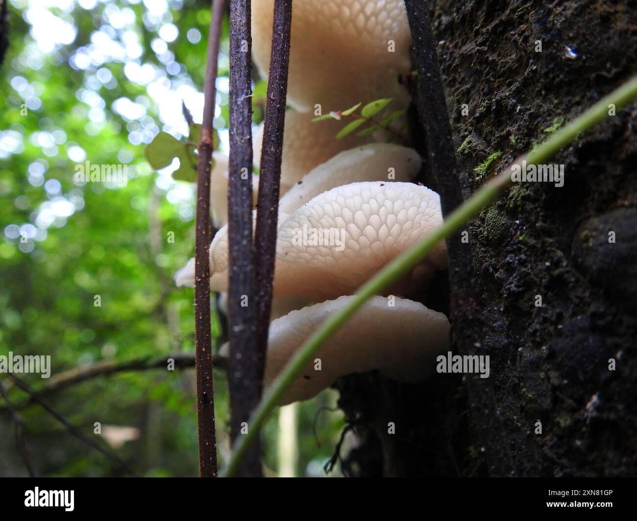 white porecap (Favolaschia pustulosa) Fungi Stock Photo - Alamy