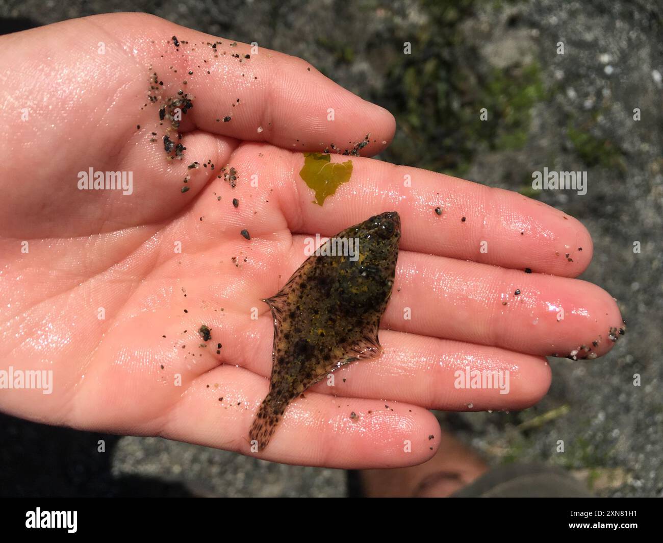 English Sole (Parophrys vetulus) Actinopterygii Stock Photo - Alamy