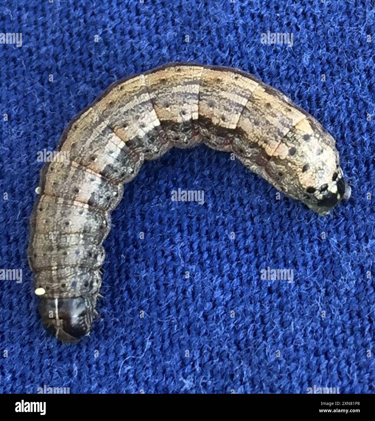 Fall Armyworm Moth (Spodoptera frugiperda) Insecta Stock Photo - Alamy