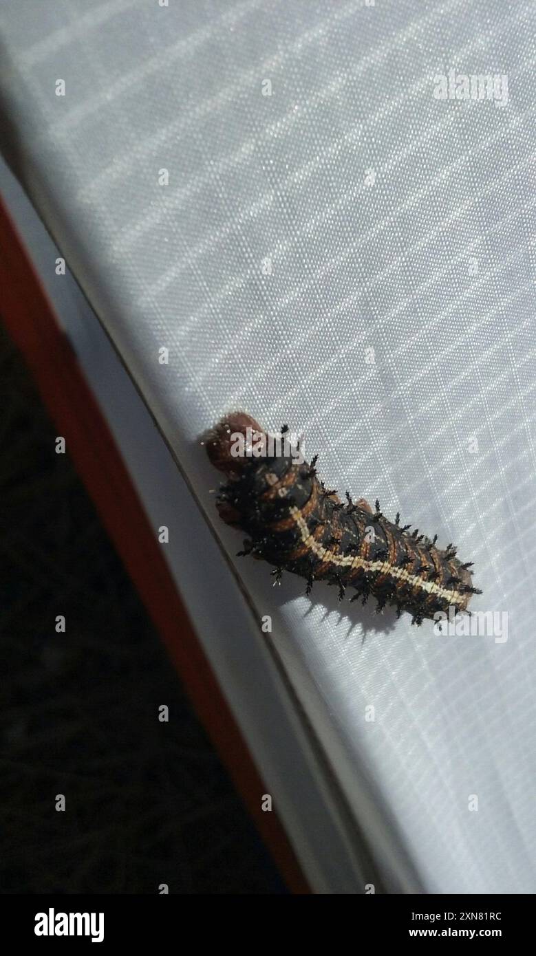 Pandora Pinemoth (Coloradia pandora) Insecta Stock Photo - Alamy