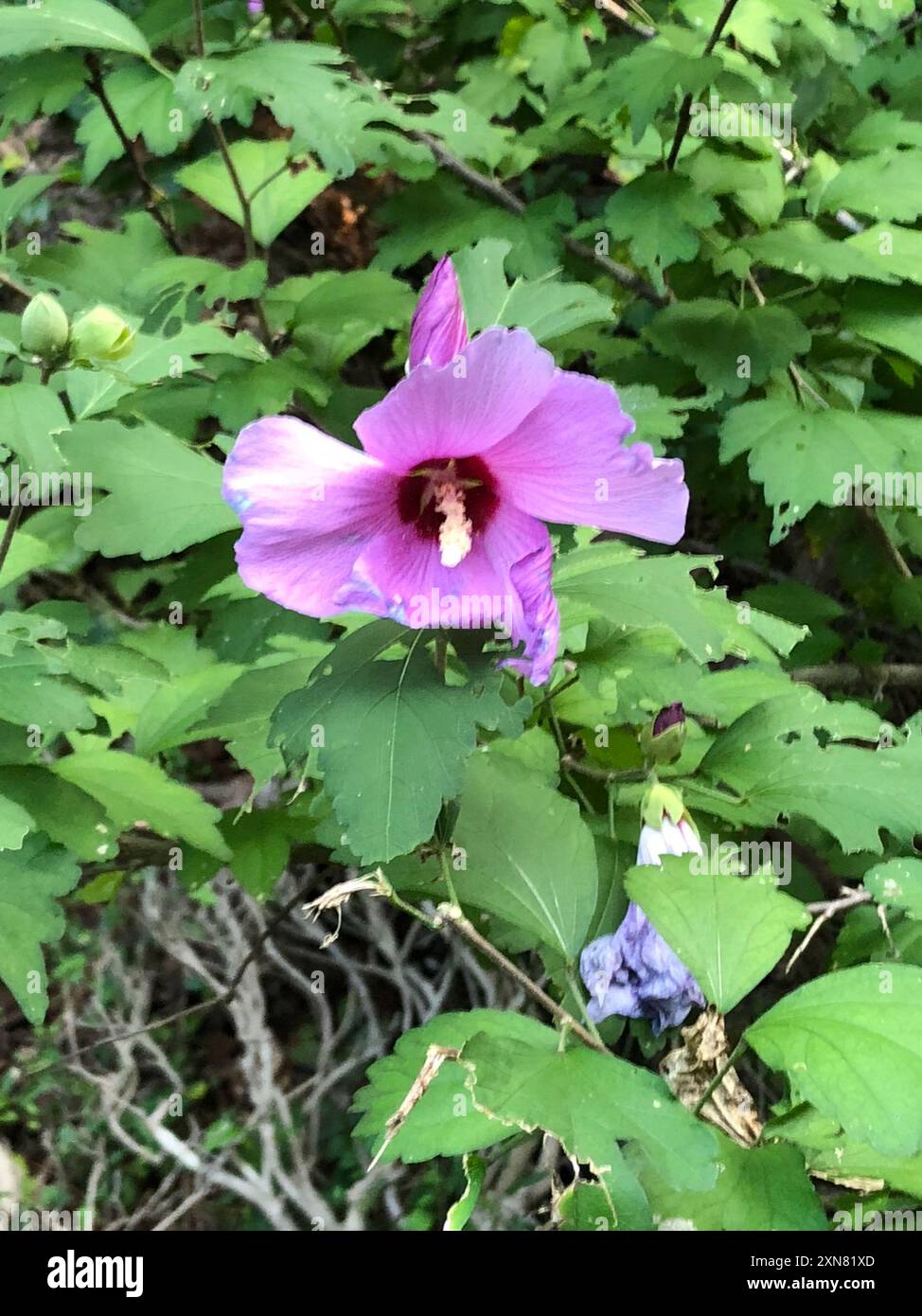 common hibiscus (Hibiscus syriacus) Plantae Stock Photo - Alamy