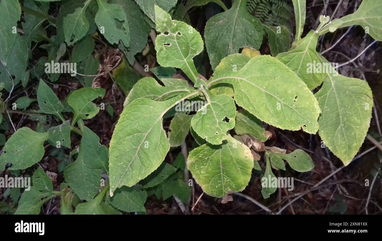 pepper plants (Piper) Plantae Stock Photo - Alamy