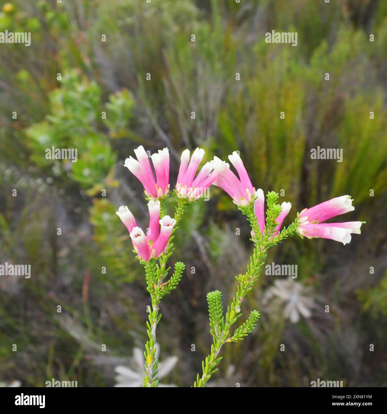 Erica versicolor hi-res stock photography and images - Alamy