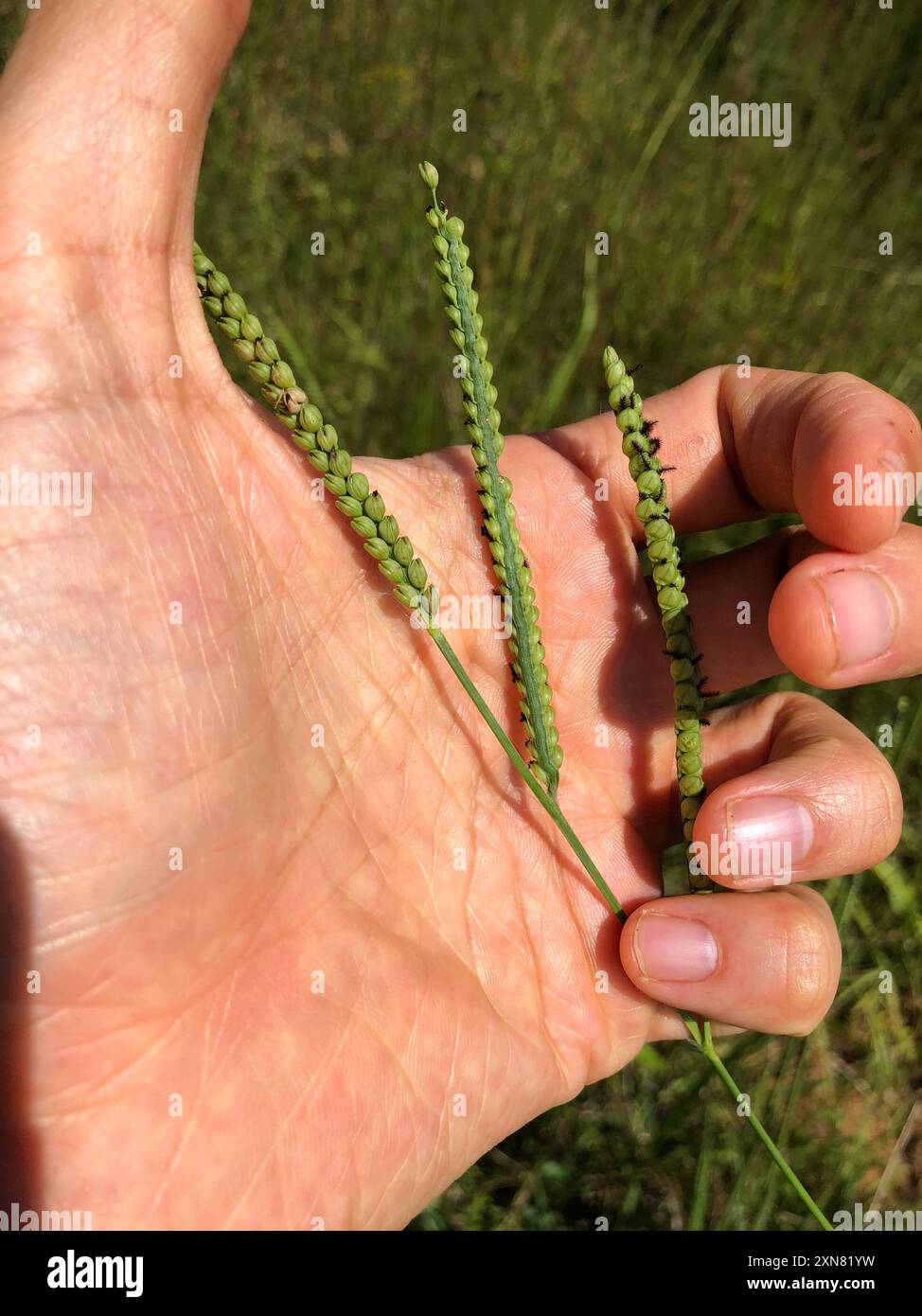 Florida paspalum (Paspalum floridanum) Plantae Stock Photo - Alamy