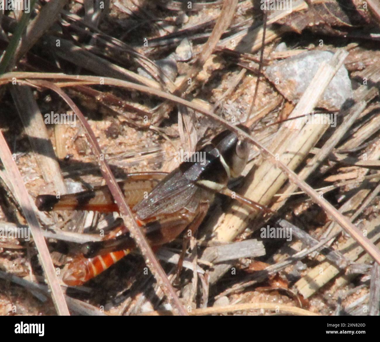 Short-winged Boopie (Boopedon auriventris) Insecta Stock Photo - Alamy