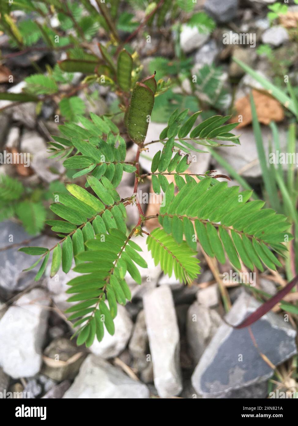 sensitive and partridge peas (Chamaecrista) Plantae Stock Photo - Alamy