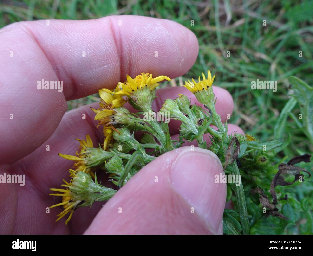 Oxford Ragwort (Senecio squalidus) Plantae Stock Photo - Alamy