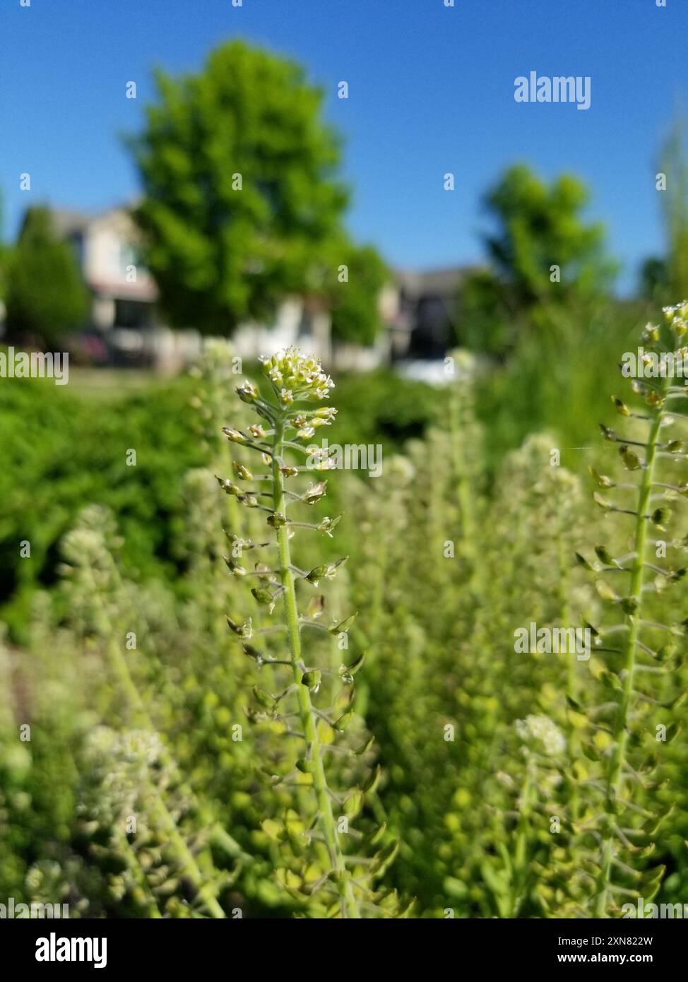 field peppergrass (Lepidium campestre) Plantae Stock Photo - Alamy