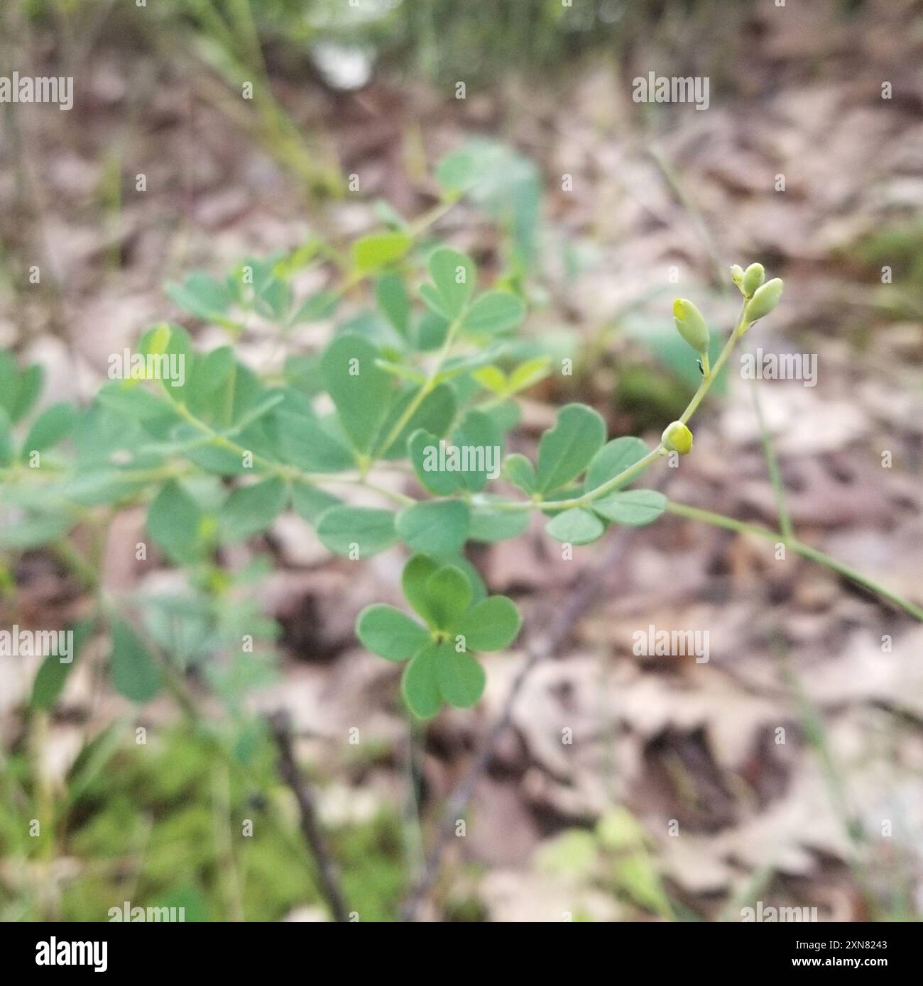 eastern wild indigo (Baptisia tinctoria) Plantae Stock Photo - Alamy