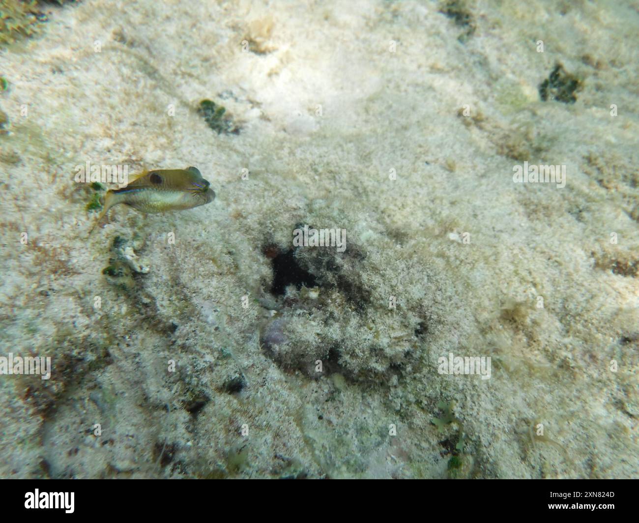 Caribbean Sharpnose Puffer (Canthigaster rostrata) Actinopterygii Stock ...