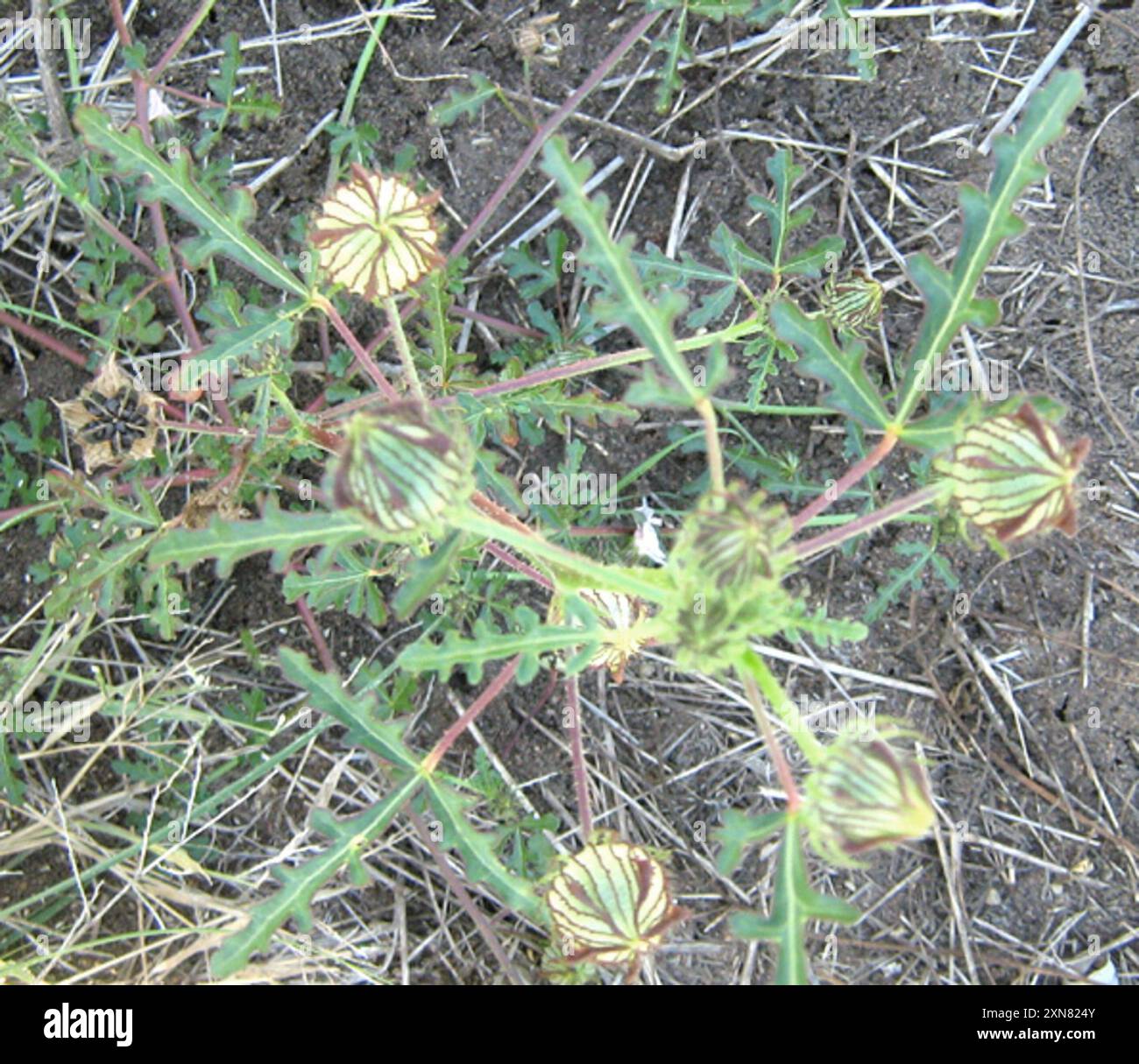 flower-of-an-hour (Hibiscus trionum) Plantae Stock Photo - Alamy