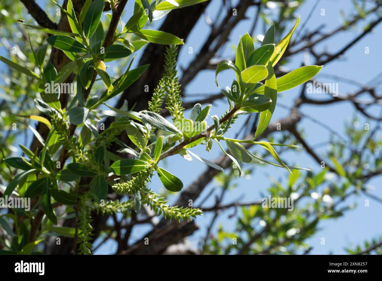 red willow (Salix laevigata) Plantae Stock Photo - Alamy