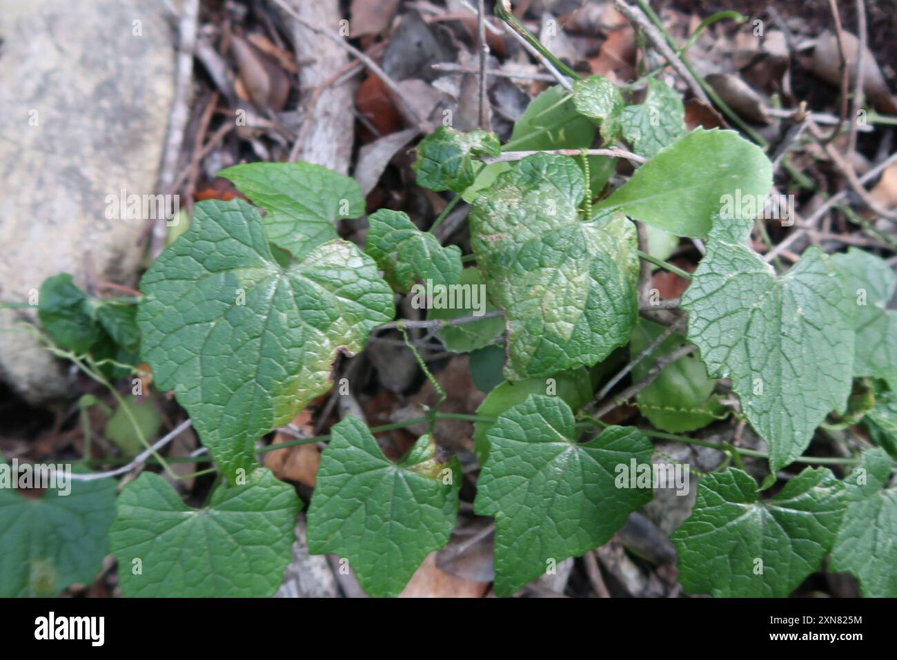 gourd family (Cucurbitaceae) Plantae Stock Photo - Alamy