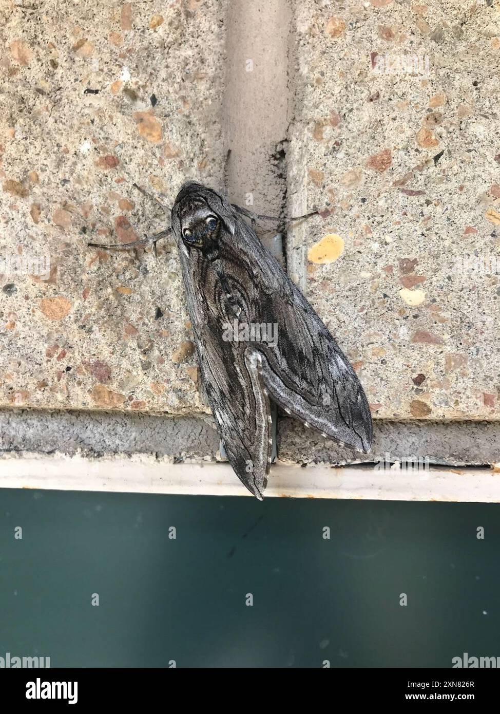 Five-spotted Hawk Moth (Manduca quinquemaculatus) Insecta Stock Photo ...