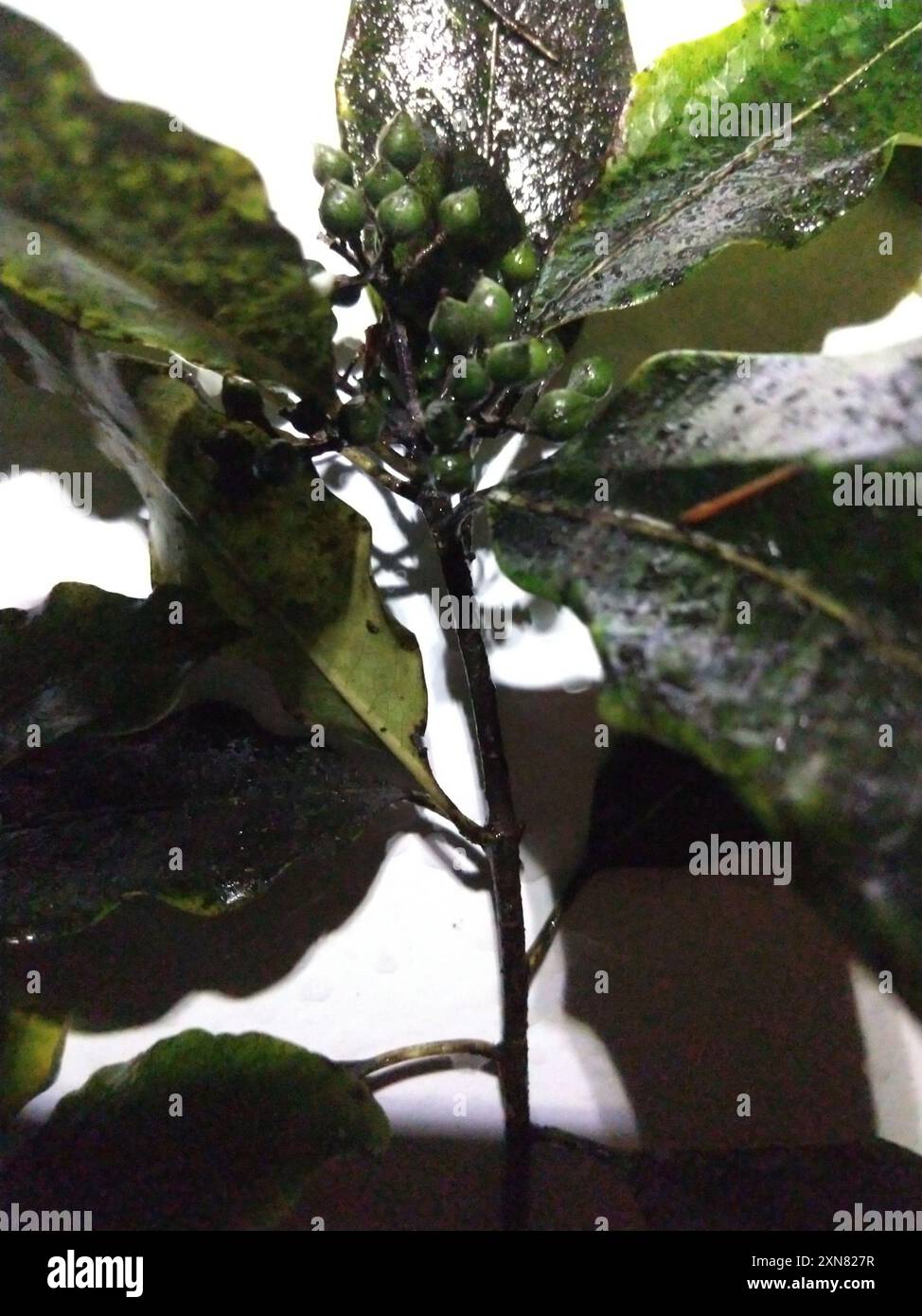 tarata (Pittosporum eugenioides) Plantae Stock Photo - Alamy