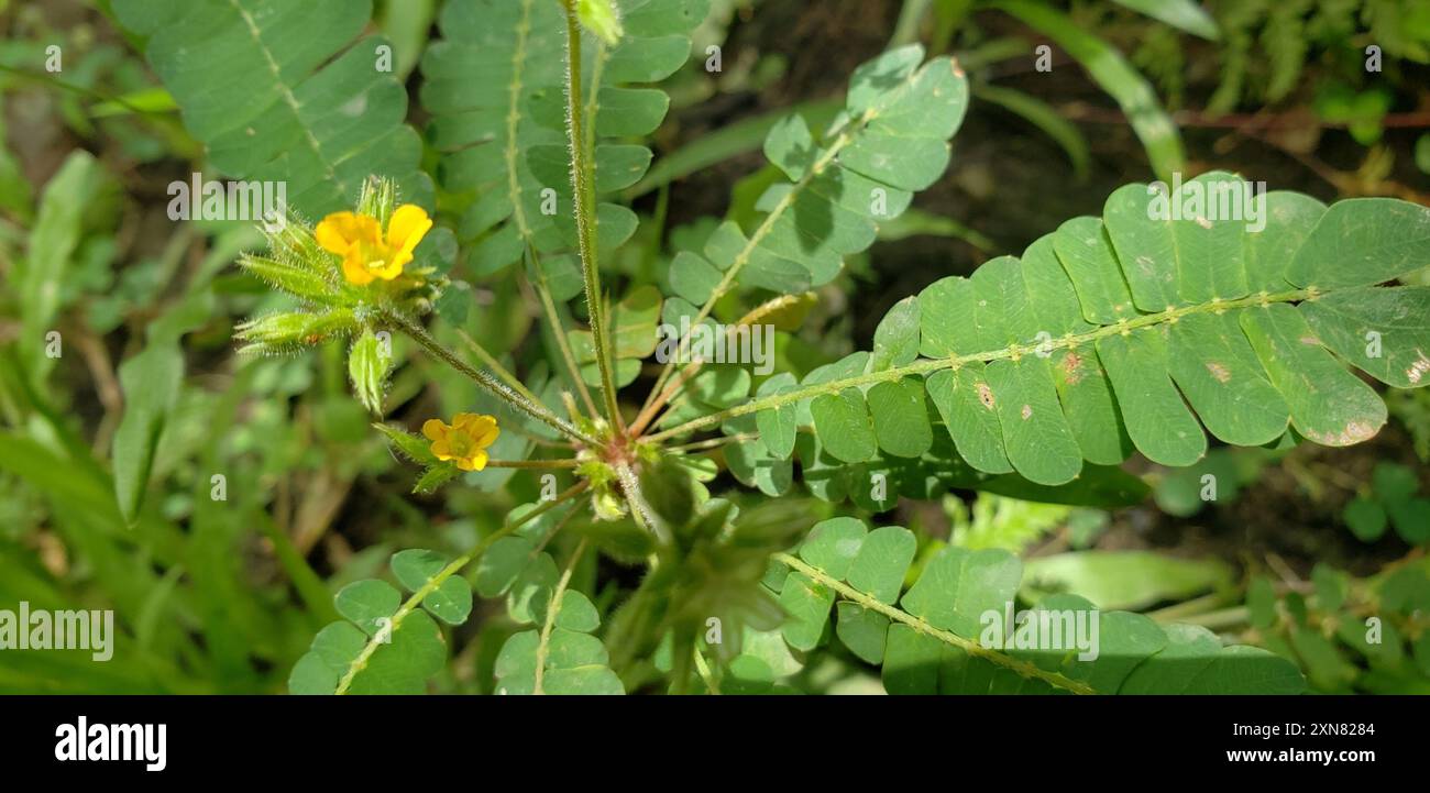 little tree plant (Biophytum sensitivum) Plantae Stock Photo - Alamy