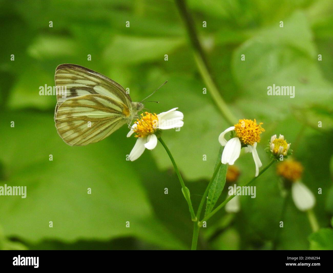 Common Gull (Cepora nerissa) Insecta Stock Photo - Alamy