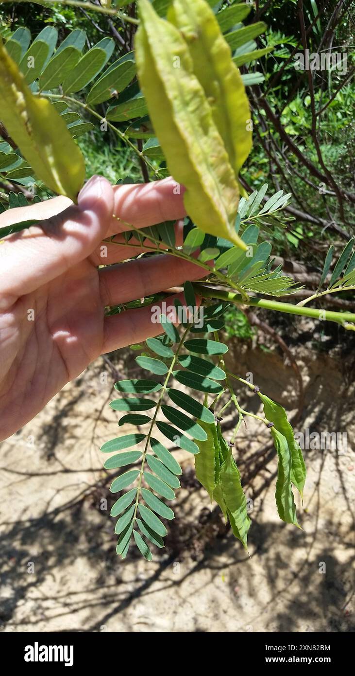 Scarlet Sesbane (Sesbania punicea) Plantae Stock Photo - Alamy